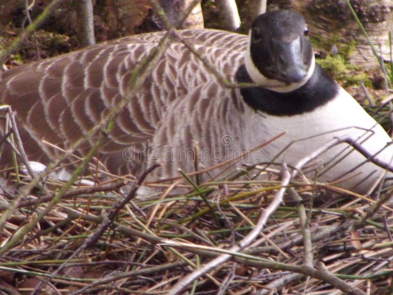 Canada goose nesting stock photo. Image of nuture, nest - 4674026