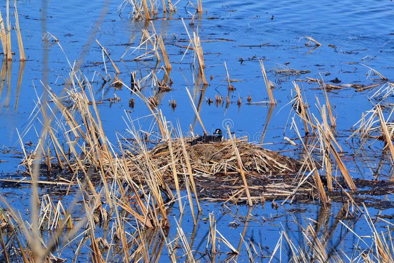 Nesting canadian goose stock image. Image of nest, brown - 52771733