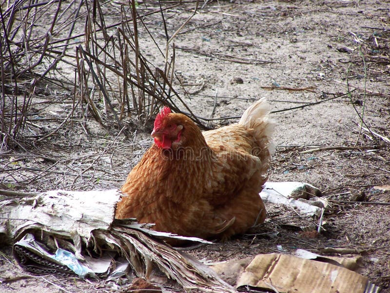 Nesting Chicken stock image. Image of chicken, freerange - 243607