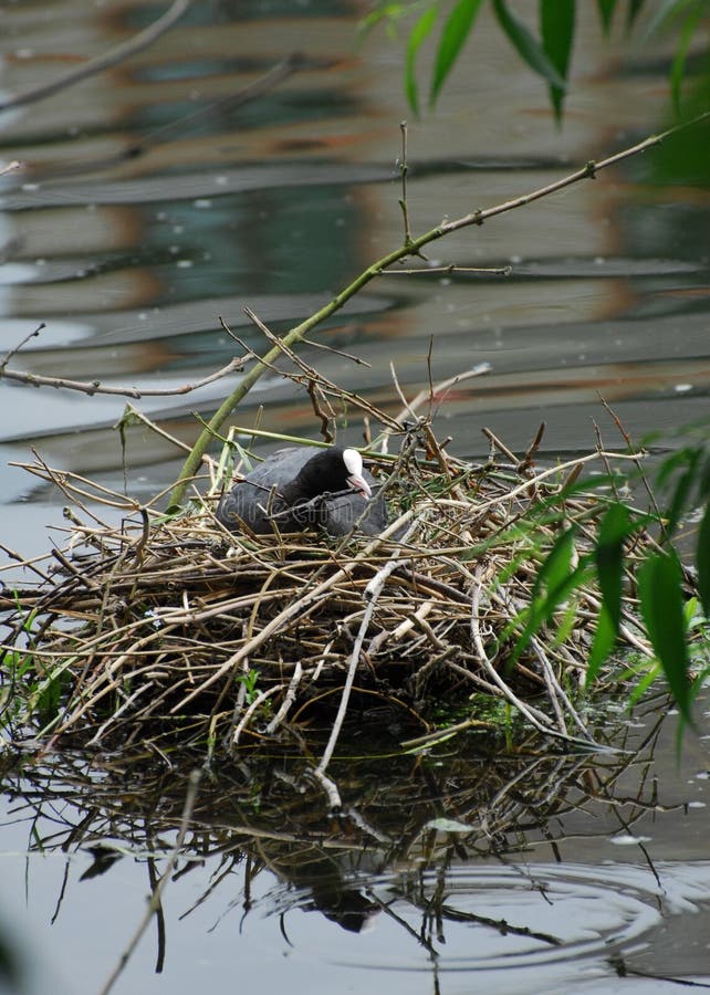 Nesting Coot stock photo. Image of nest, building, waterfowl - 99779664