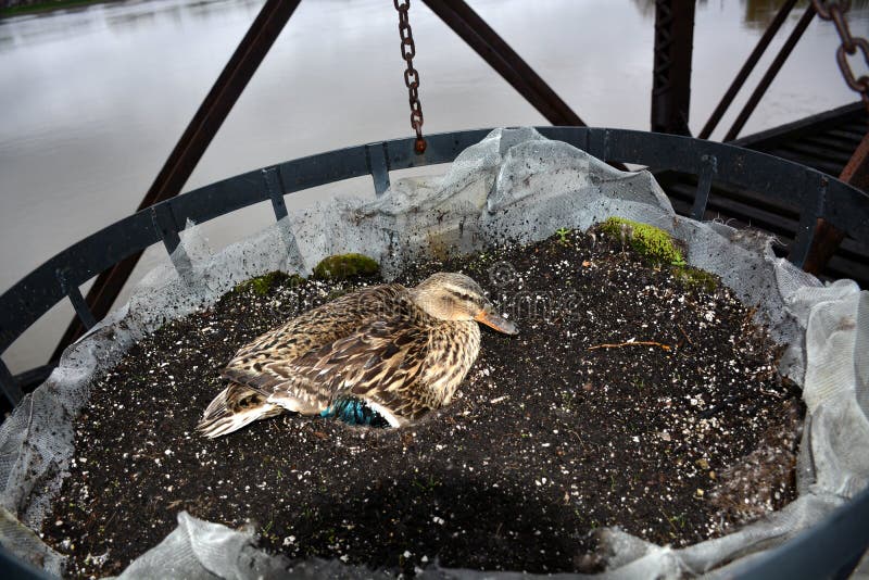 Nesting duck stock image. Image of fowl, nest, river - 53191097