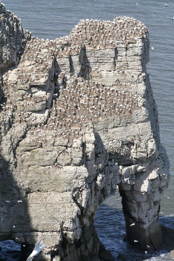 Nesting Gannets. stock photo. Image of arch, coast, cliffs - 54264902