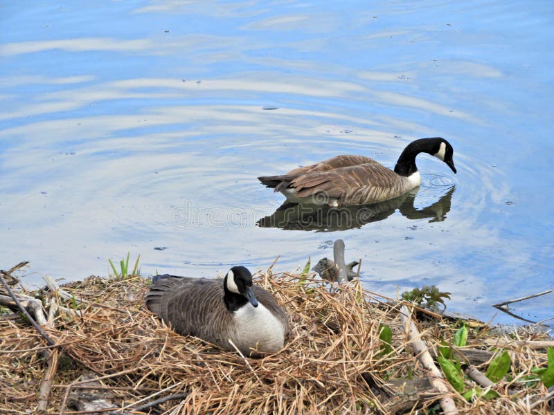 Nesting Geese during Spring Season at Beebee Lake Stock Image - Image ...