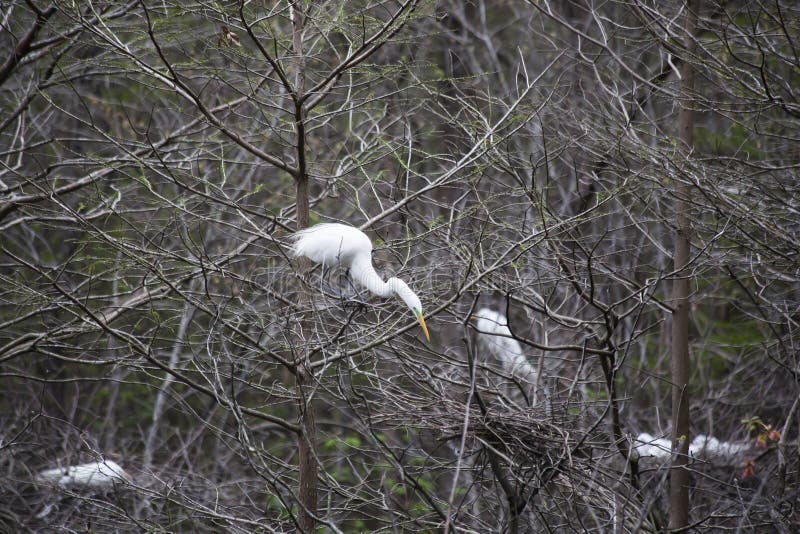 Nesting Great Egrets stock photo. Image of ecosystem - 121360208
