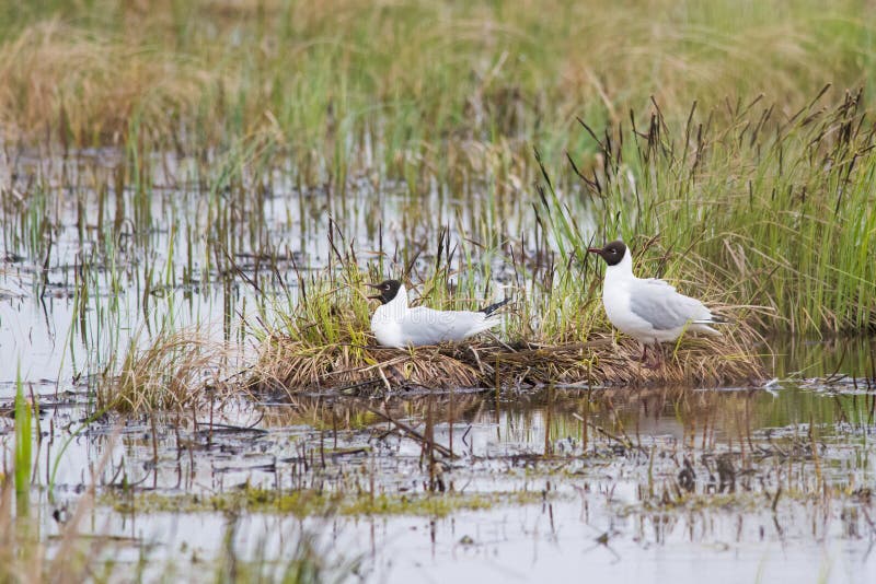 Nesting gulls stock photo. Image of nature, staring, male - 81289376