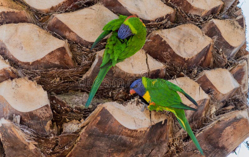 Nesting Lorikeets stock photo. Image of colorful, surburban - 125764662