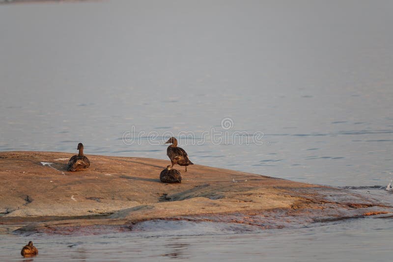 Eider drying its feathers stock image. Image of eider - 254943189