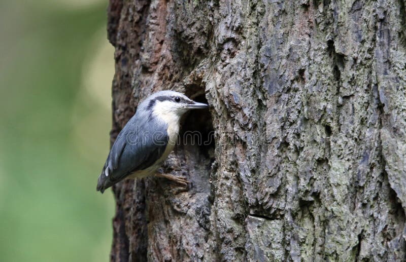 Nesting Nuthatch at the Nest Stock Photo - Image of nest, nuthatch: 191920648
