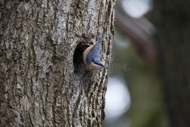 Nesting Nuthatch Preparing the Nest Site Stock Photo - Image of adult ...