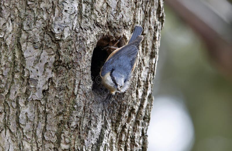 Nesting Nuthatch Preparing the Nest Site Stock Photo - Image of eating ...