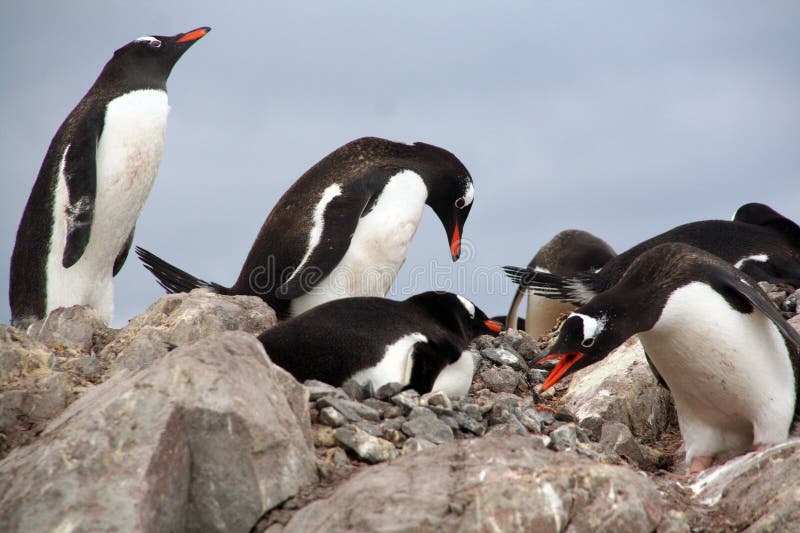 Nesting Penguins, Gentoo Penguin Rookery Stock Photo - Image of nature ...