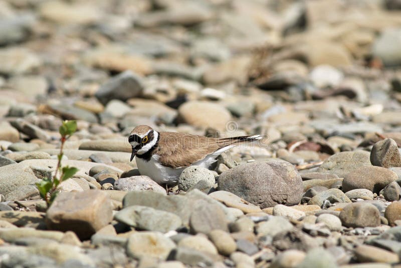 Nesting plover stock image. Image of bird, incubating - 189475859