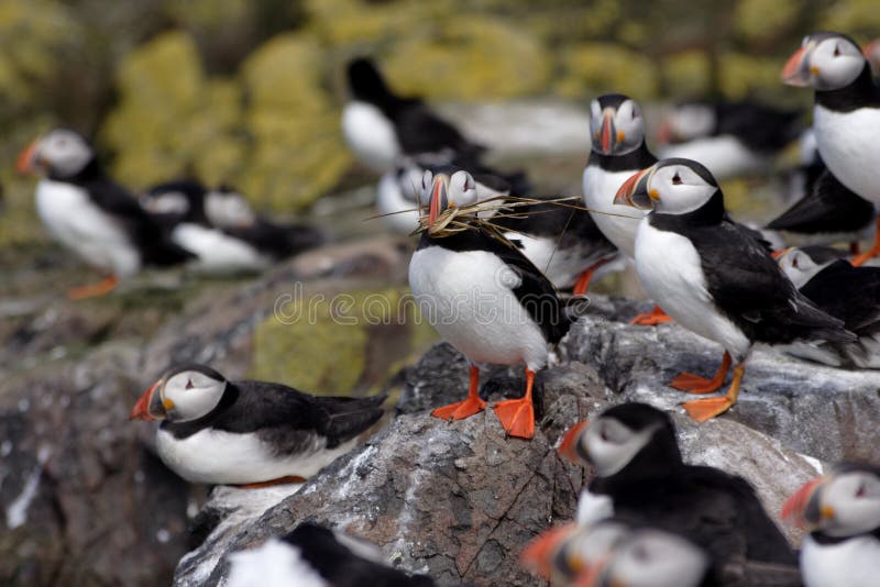 Nesting Puffin stock image. Image of farne, disambiguation - 821511