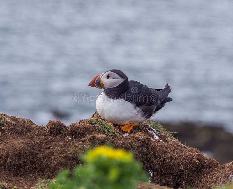Nesting puffins stock photo. Image of seabird, island - 75888906