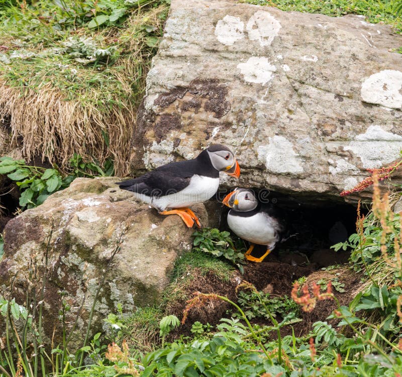 Nesting puffins stock image. Image of young, duck, island - 75888917
