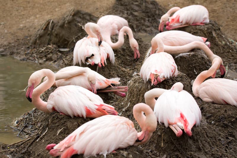 Flamingo Nesting stock image. Image of african, tree, parent - 9946991