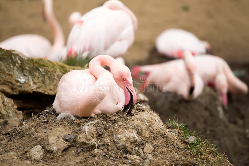 Flamingo Nesting stock image. Image of african, tree, parent - 9946991