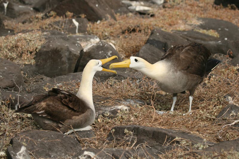 Nesting Sea Birds stock photo. Image of mate, inspection - 12222758