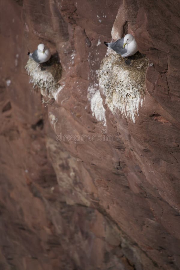 Nesting Sea Birds stock image. Image of coast, edge, cliffs - 43403125