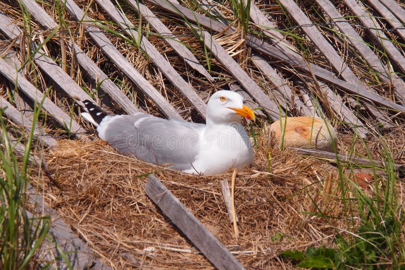 Nesting seagull stock image. Image of seagull, wildlife - 31525341
