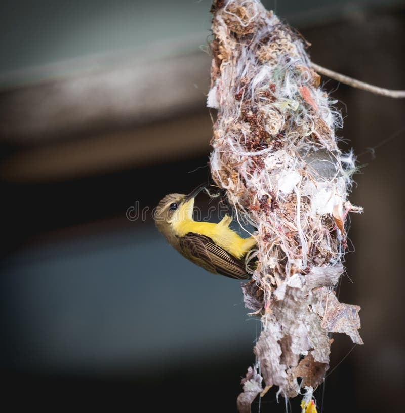 Nesting Small Bird Prepare for Parents Family Stock Photo - Image of ...