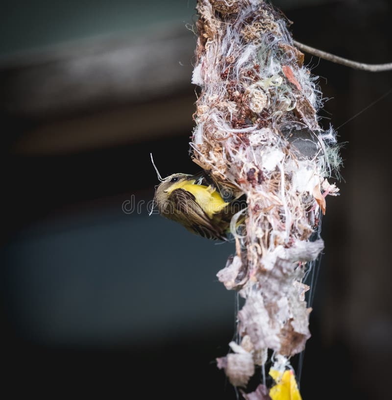 Nesting Small Bird Prepare for Parents Family Stock Image - Image of ...