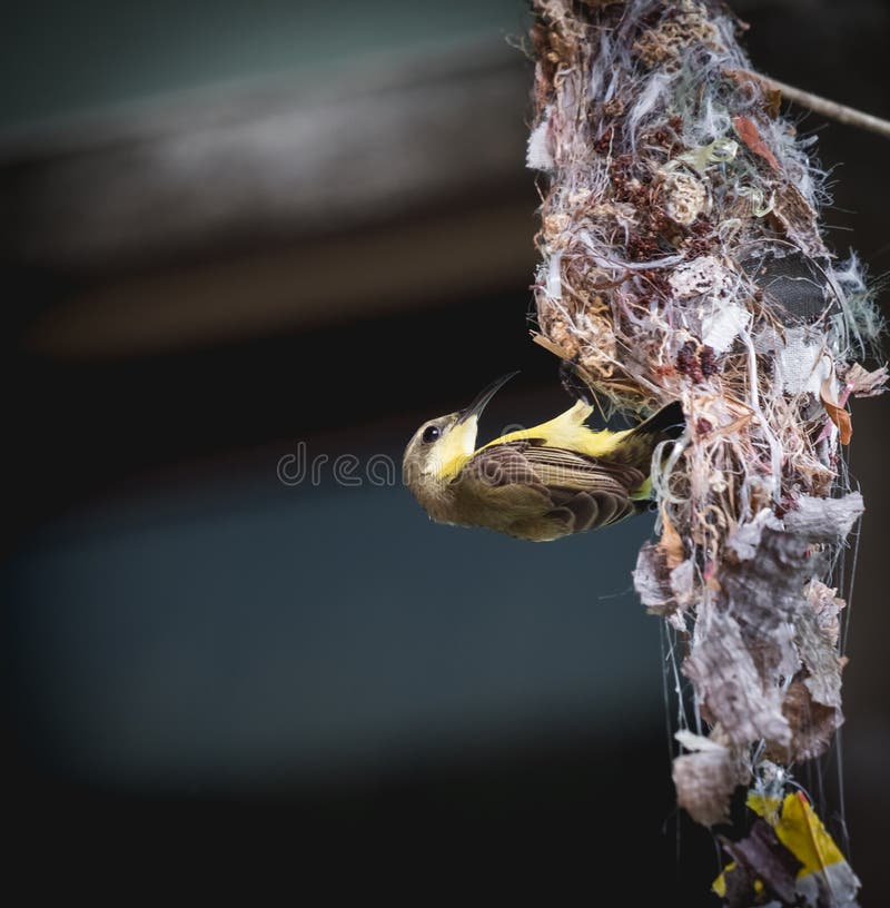 Nesting Small Bird Prepare for Parents Family Stock Image - Image of ...