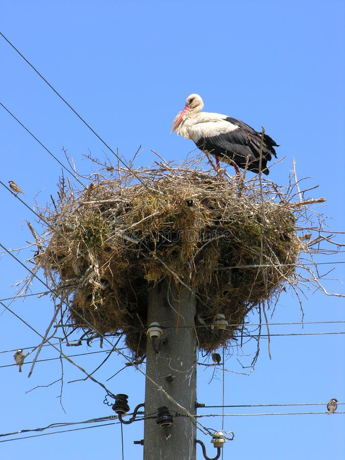 Nesting stork stock image. Image of calm, wings, bird, peace - 850295