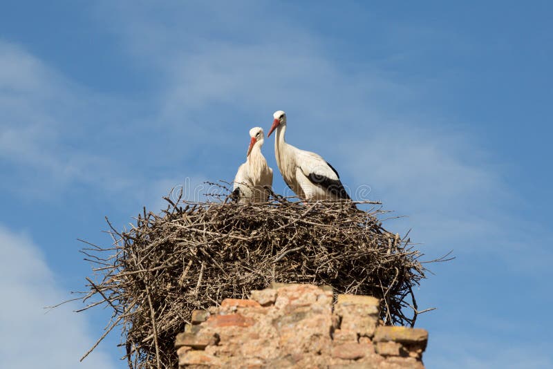 Two nesting storks stock photo. Image of tree, animals - 5008390