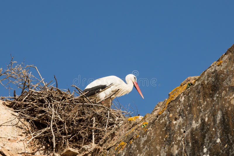 Nesting storks stock photo. Image of nesting, destination - 68424350