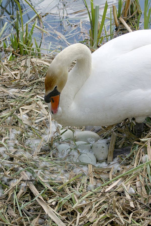 Nesting swan stock image. Image of feather, water, white - 3254929