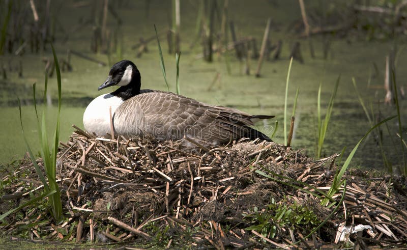 Nesting Time stock image. Image of sits, geese, nesting - 28993151