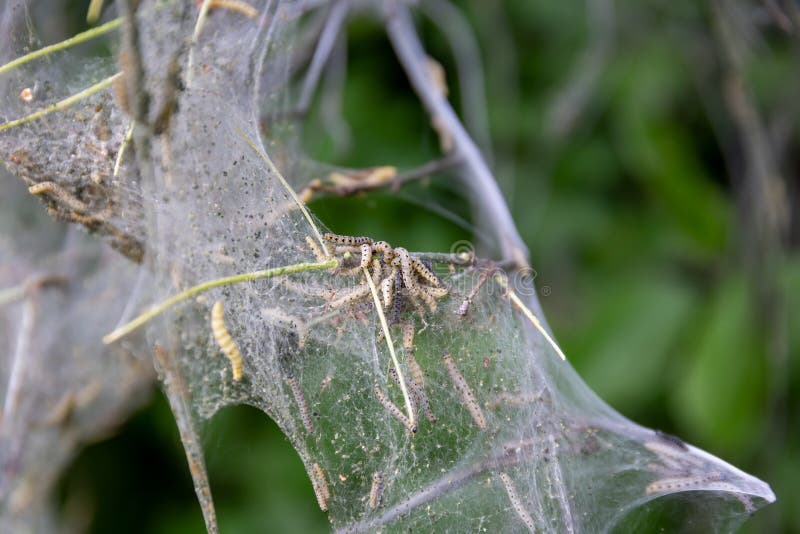 Nesting Web of Ermine Moth Caterpillars Hanging from the Branches of a ...