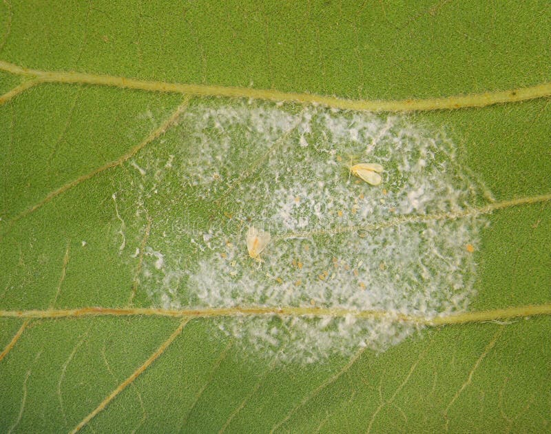 Nesting Whitefly on Mango Leaf Stock Photo - Image of orange, garden ...