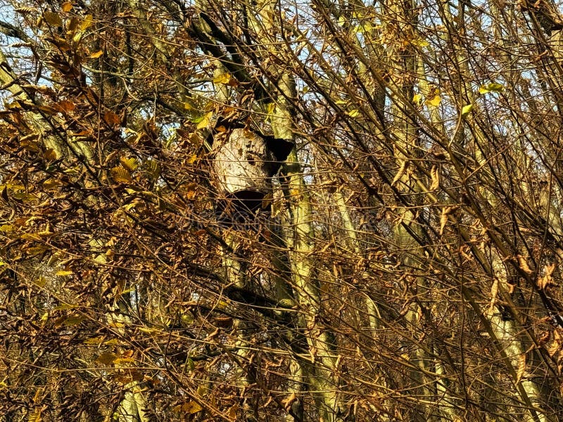 Nesting Wooden Box. Bird House Hanging from the Tree with the Entrance ...