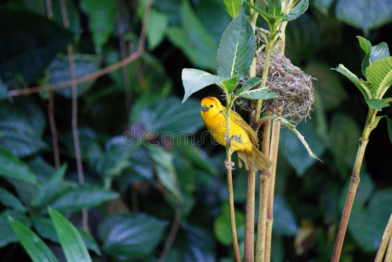 Nesting yellow Bird stock photo. Image of dried, house - 140047810