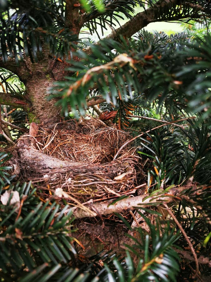 Nestle in the tree stock image. Image of bird, nestle - 276971959