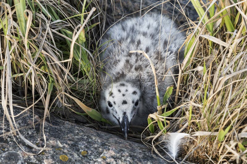 Seagull with a nestling stock image. Image of gull, spring - 31030721