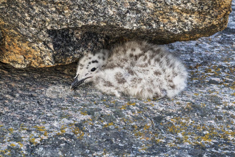 Seagull with a nestling stock image. Image of gull, spring - 31030721