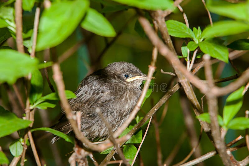 Nestling Birds Sitting in Their Nest on Blooming Tree and Waiting for ...