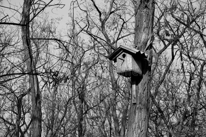 Nestling box. stock photo. Image of home, tree, nestling - 79591218