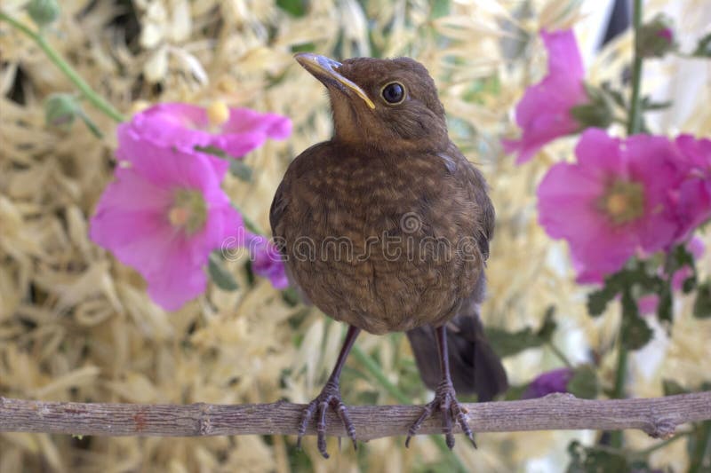 Nestling on a Branch. Spring Background. Stock Photo - Image of warbler ...