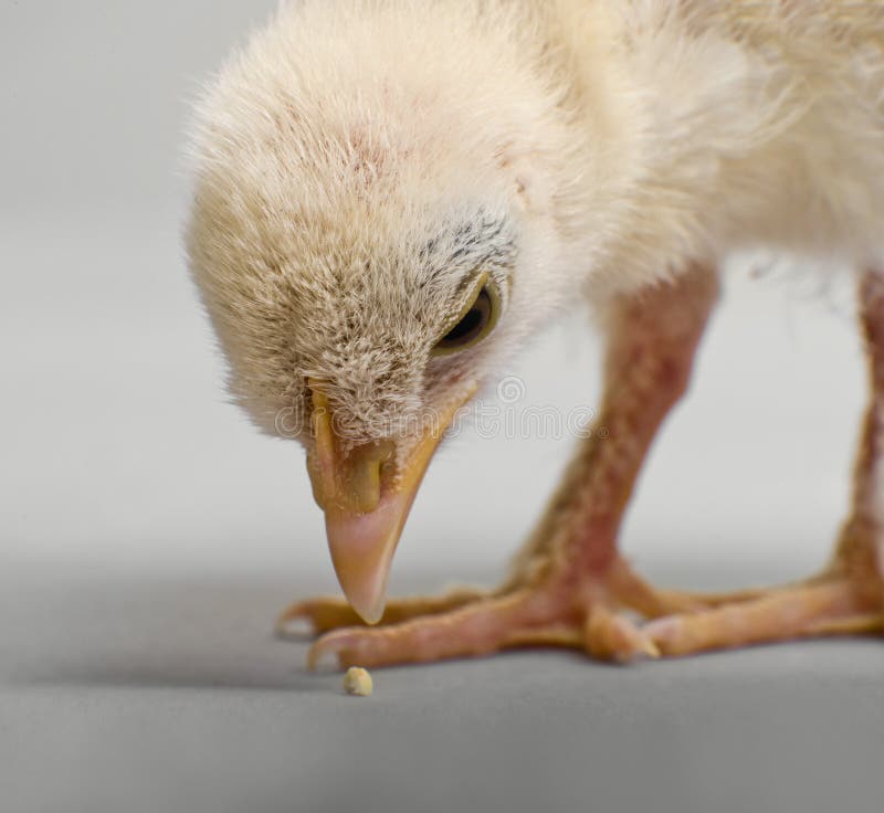 Head chick stock image. Image of baby, look, close, nestling - 38437577