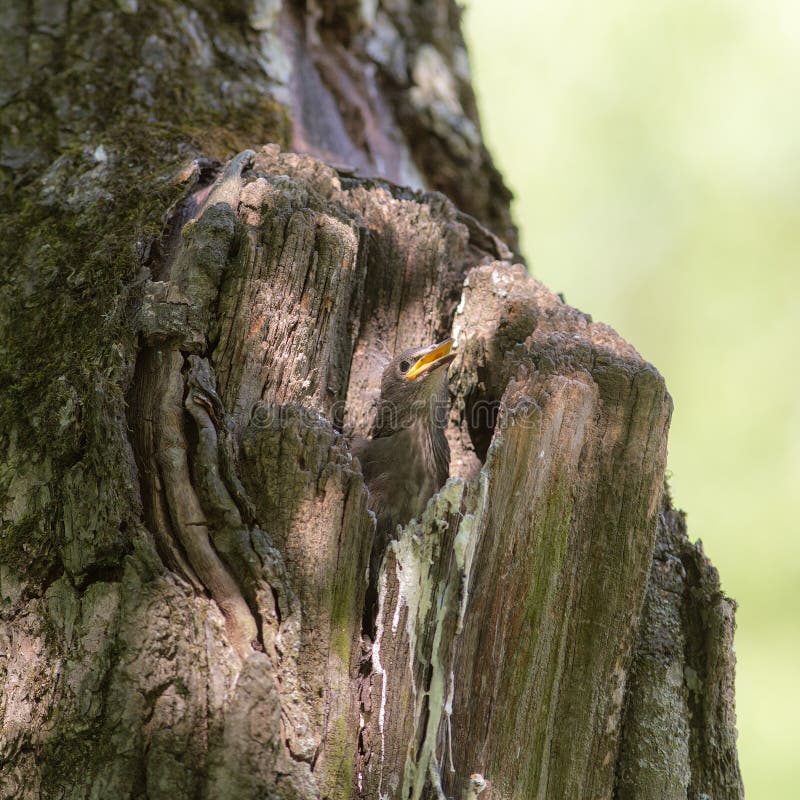 Nestling in a hollow stock image. Image of spring, rough - 41001791