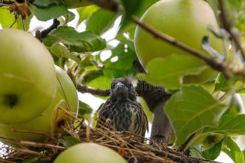 The nestling in the nest. stock photo. Image of people - 113951206