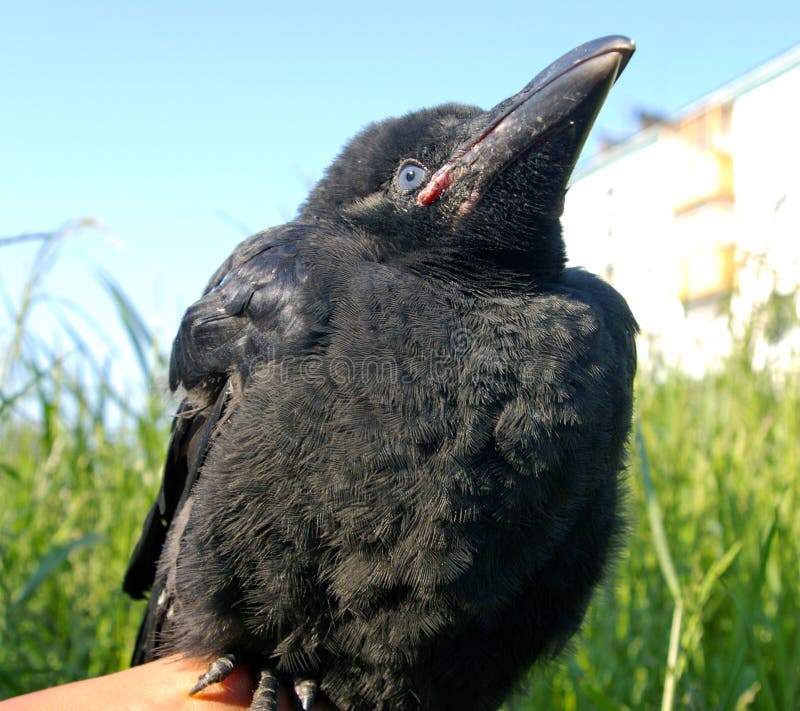 The Nestling ravens. stock photo. Image of black, birds - 5579640
