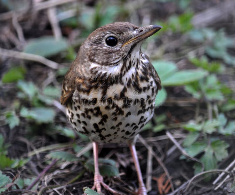 Nestling song thrush stock photo. Image of reproduction - 87693282