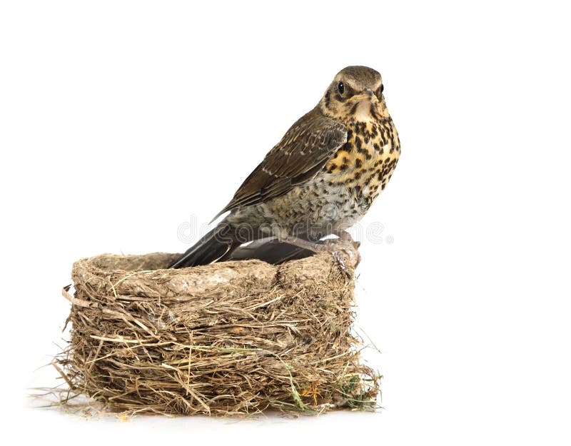 Baby Bird Thrush Fieldfare Sitting on a Branch Stock Image - Image of ...