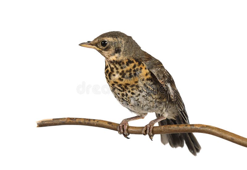 Baby Bird Thrush Fieldfare Sitting on a Branch Stock Image - Image of ...
