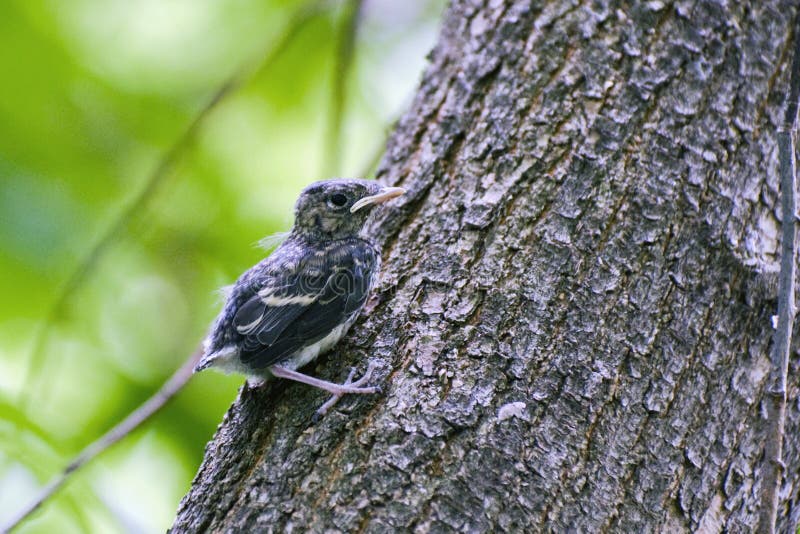 Nestling on a tree trunk stock photo. Image of stay, stupid - 29293854